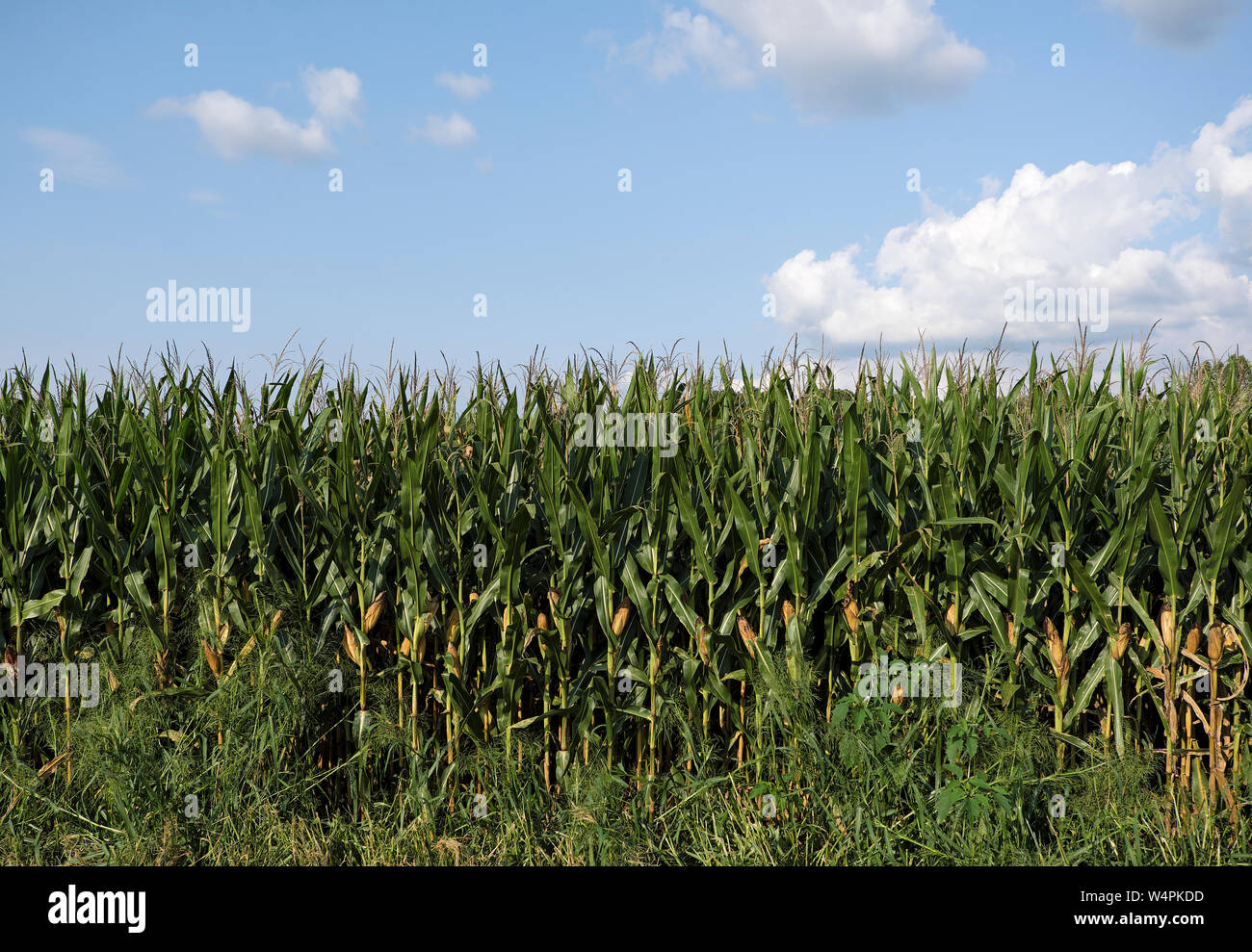 A field of corn crops is seen before the upcoming harvest in ...