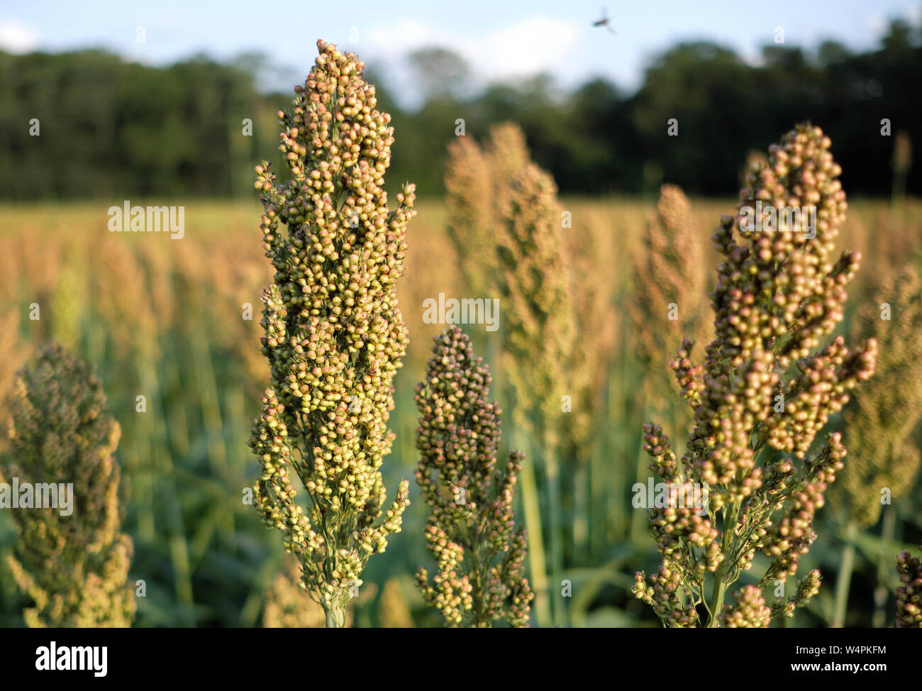 A field of grain sorghum (milo) is seen before the upcoming harvest in ...