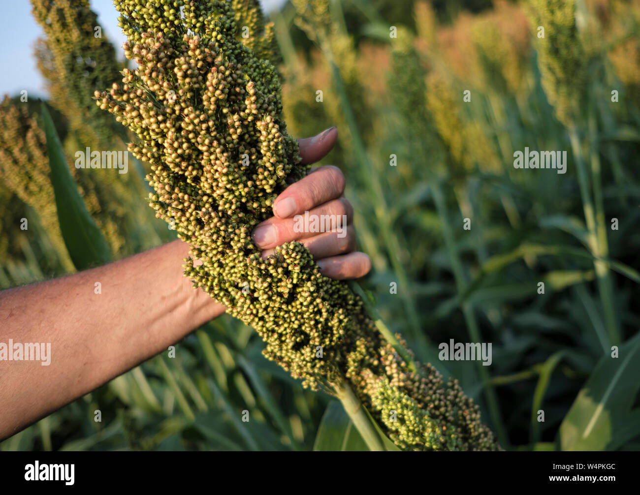 A field of grain sorghum (milo) is seen before the upcoming harvest in ...