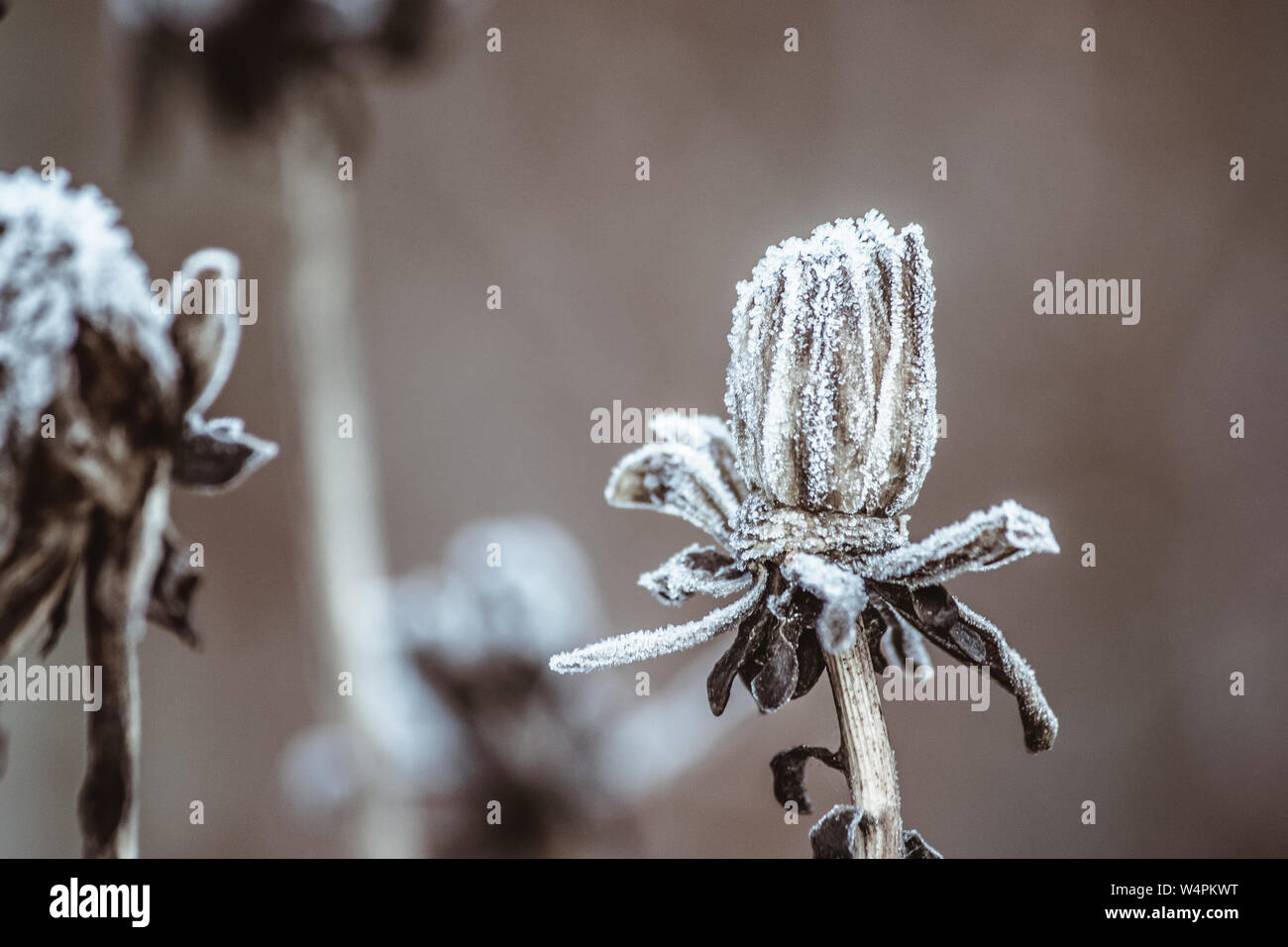 Frost on plants, frozen nature background, cold winter freezing ice on ...