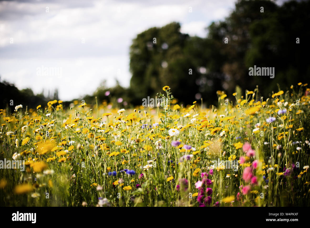 wild field of flowers Stock Photo - Alamy