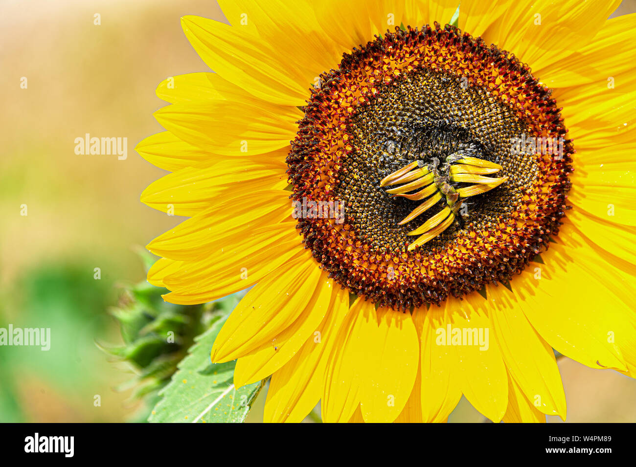 Closeup of sunflower in the sun with dry up disc florets in the center ...