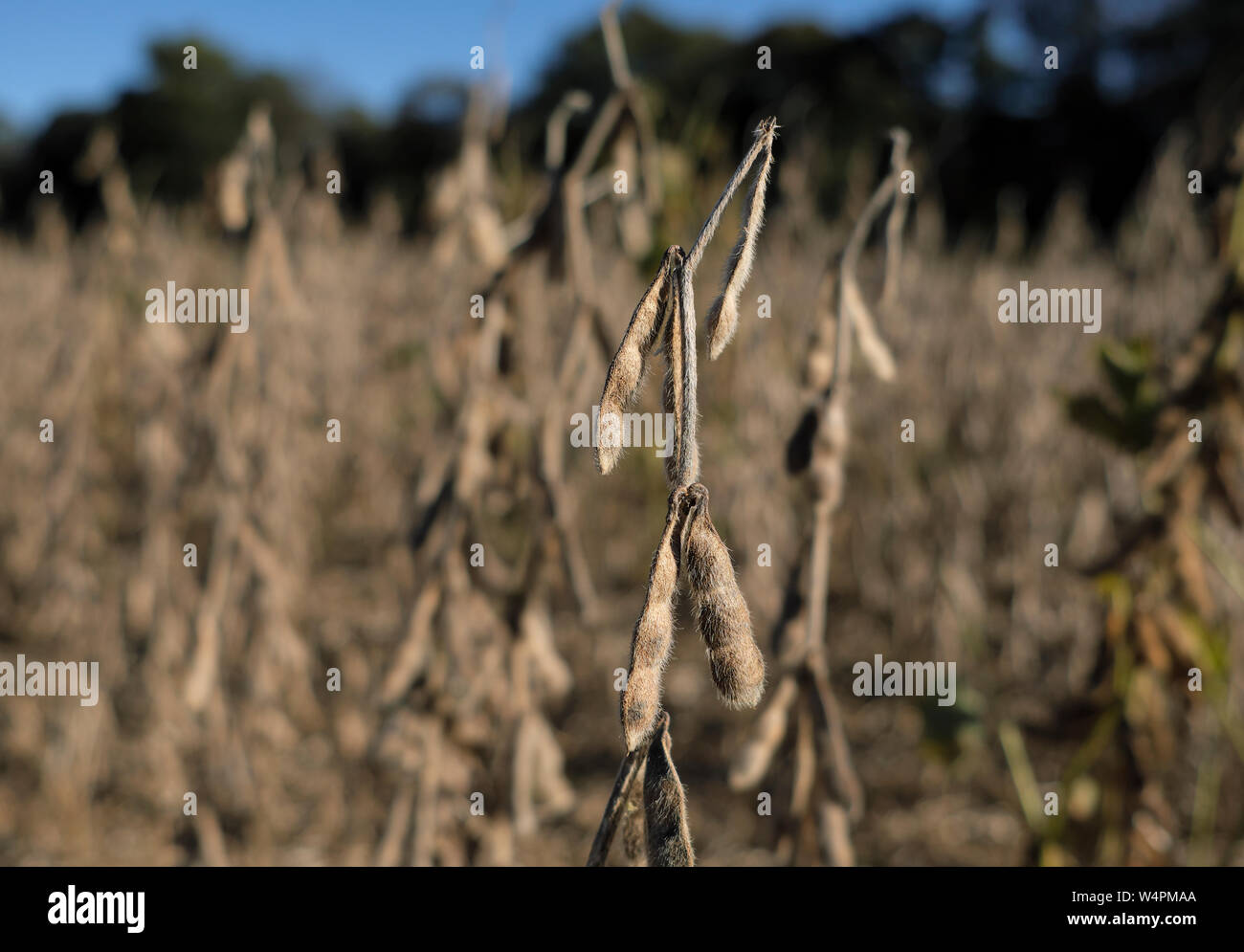 Us farmers soy hi-res stock photography and images - Alamy