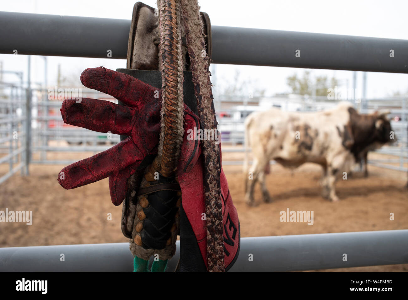 Bull with rope hi-res stock photography and images - Alamy