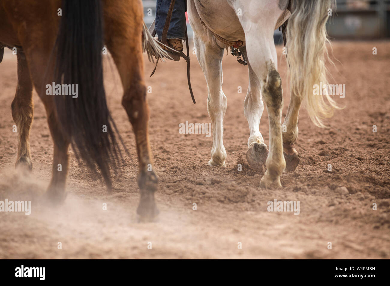 Horses kick up dust in the ring at the Arizona black rodeo Stock Photo ...