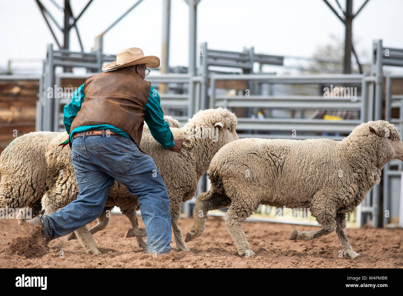 Cowgirl herding cattle hi-res stock photography and images - Alamy