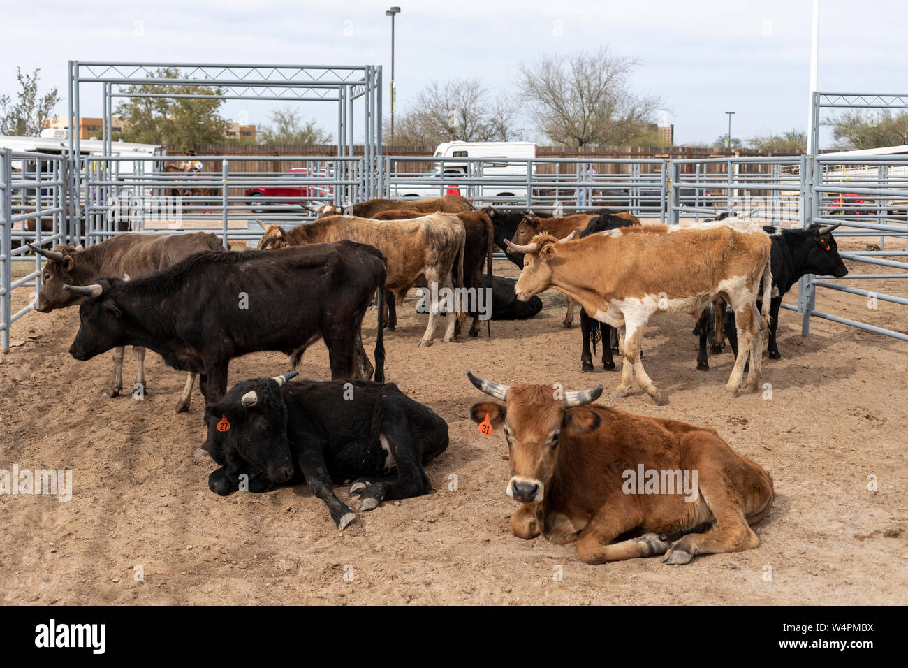 Bull pen, arizona hi-res stock photography and images - Alamy