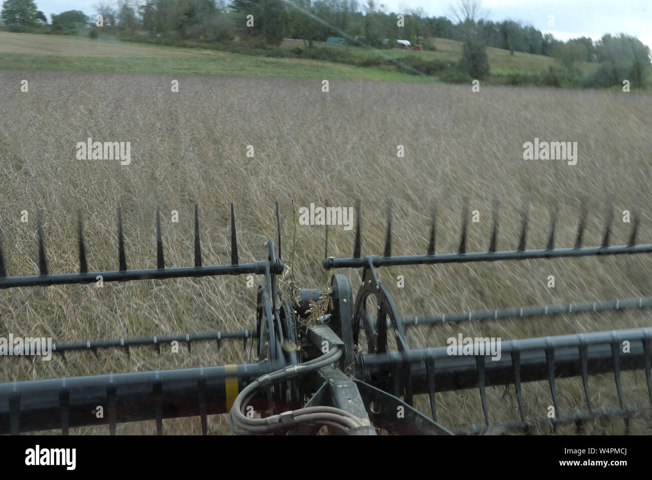 A farmer rides in a combine as he harvests a crop of soybeans on his ...