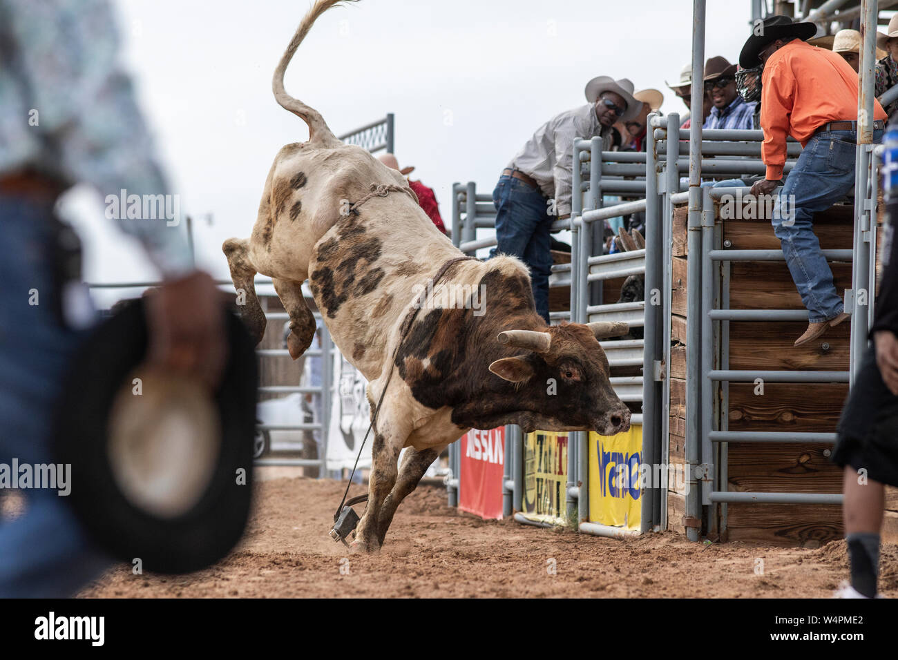 Rodeo bull jumps hi-res stock photography and images - Alamy
