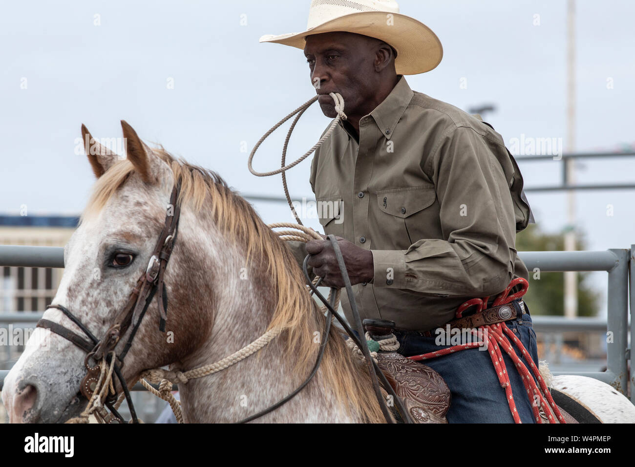 A cowboy gathers his rope using his mouth backstage at the rodeo Stock ...