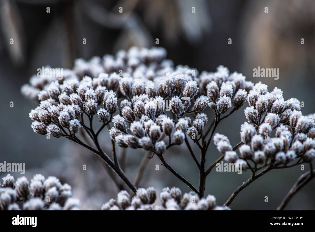 Frost on plants, frozen nature background, cold winter freezing ice on ...
