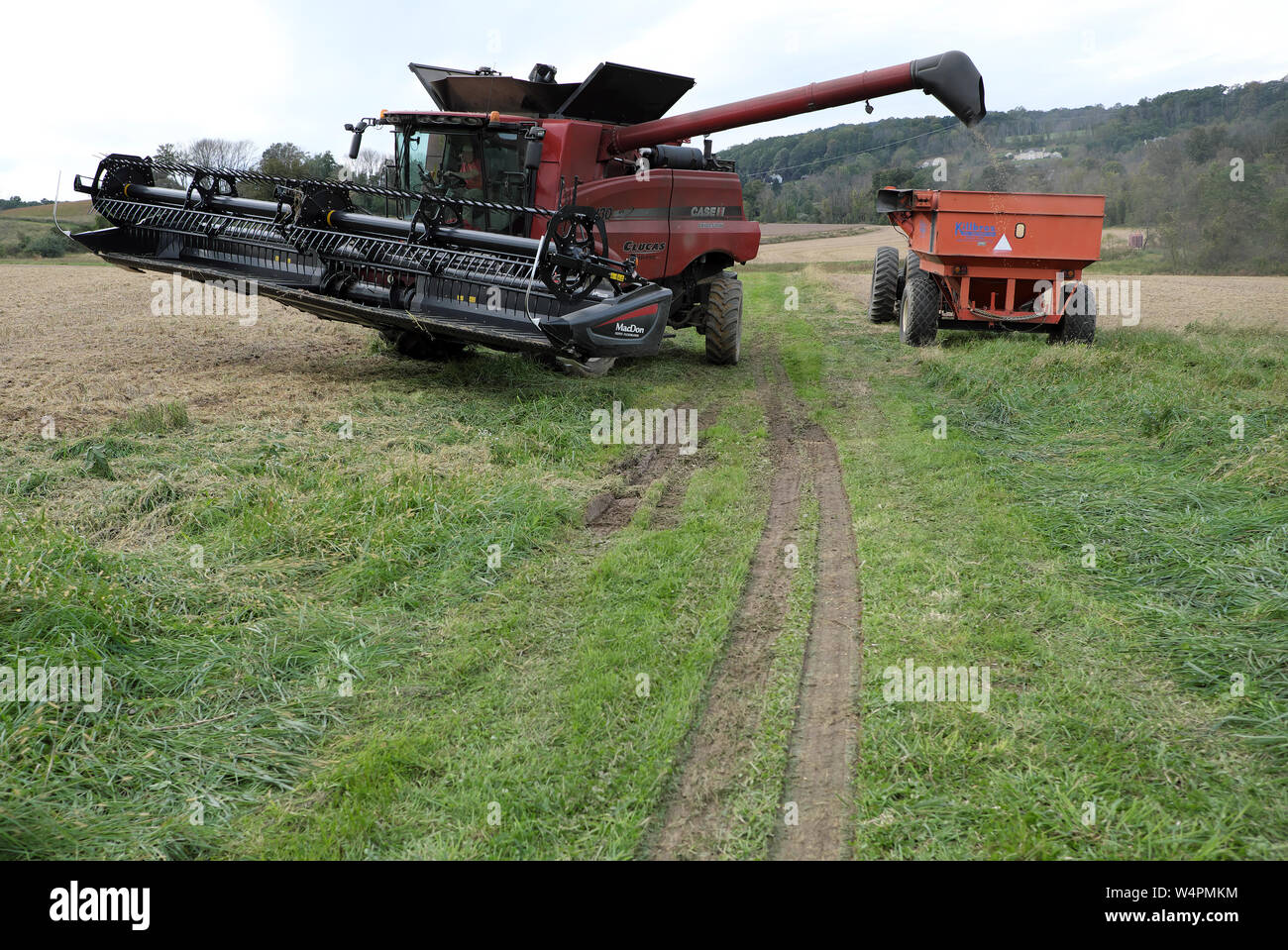 A farmer rides in a combine as he harvests a crop of soybeans on his ...