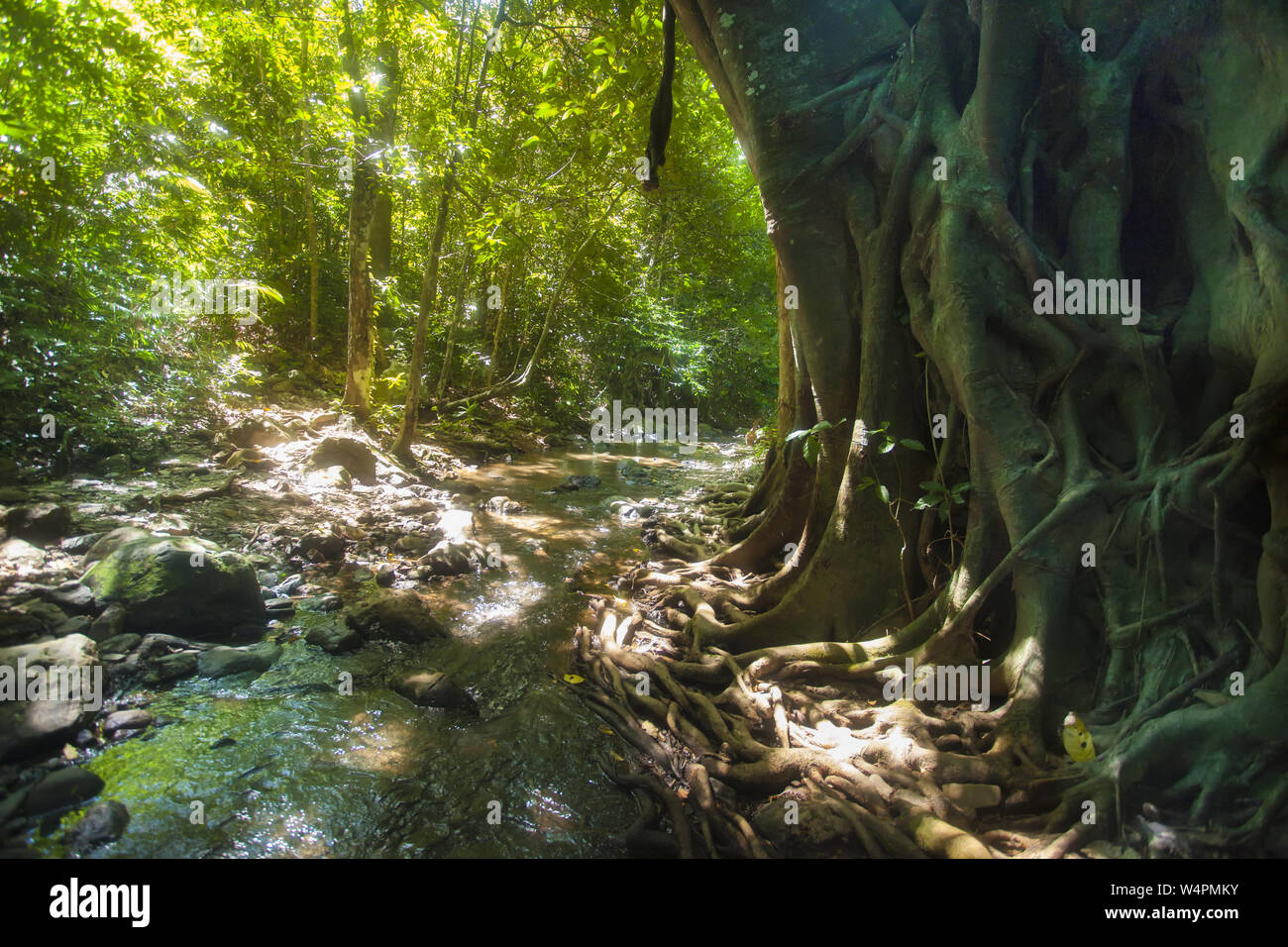 Thailand rainforest big trees hi-res stock photography and images - Alamy