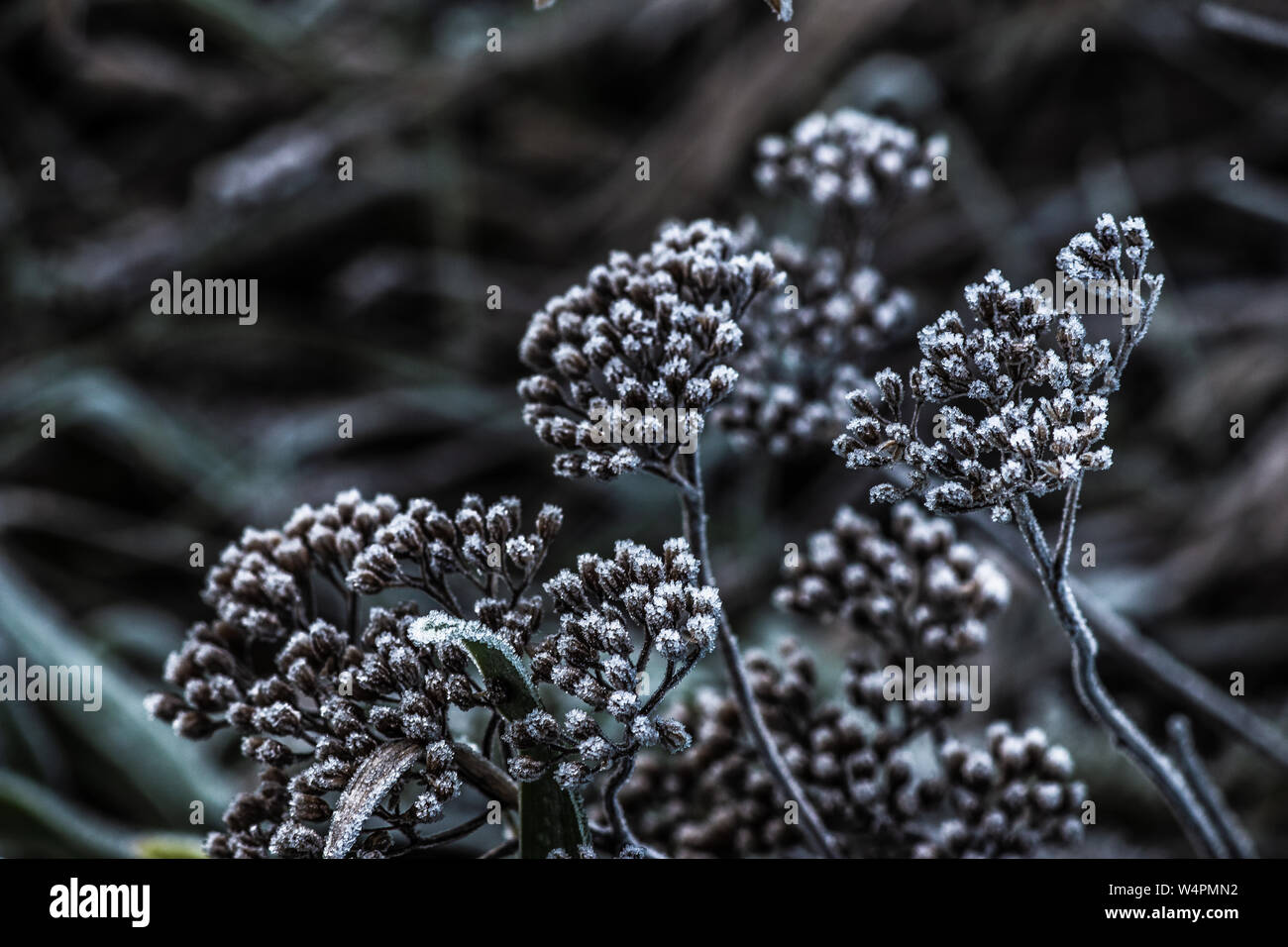 Frost on plants, frozen nature background, cold winter freezing ice on ...