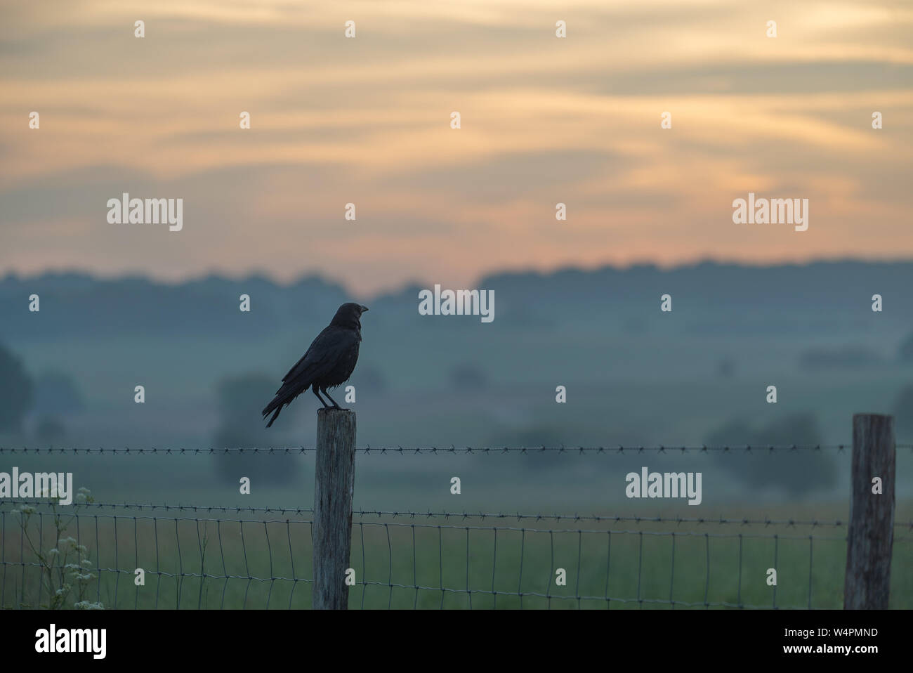 Raven watching sunset, Wiltshire UK Stock Photo - Alamy