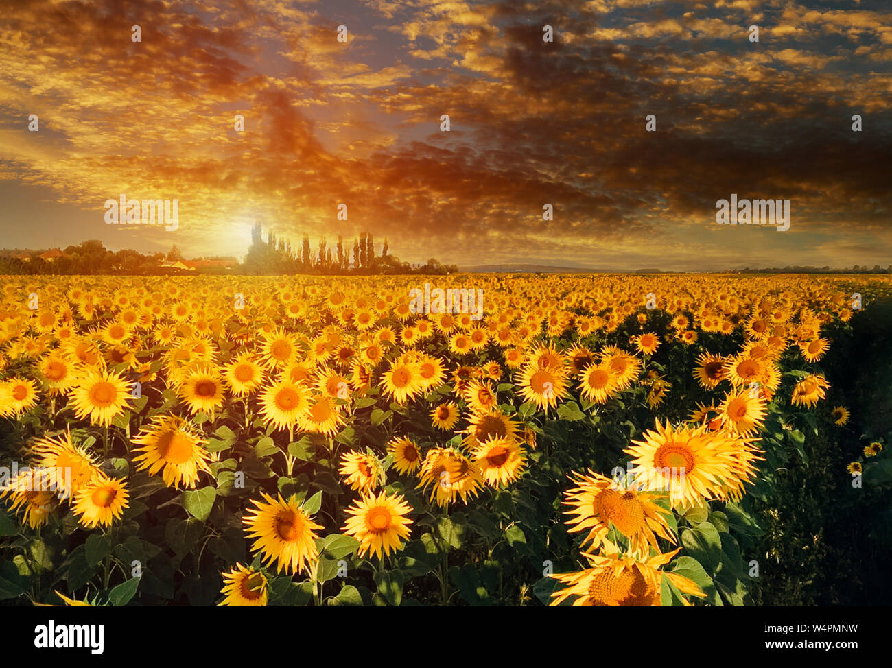 Sunflower field yellow landscape sunset sky and bright sun lights Stock ...