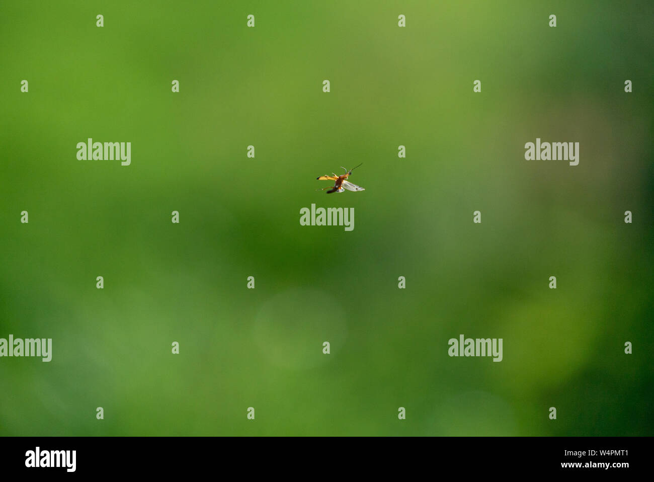 Soldier beetle in flight hi-res stock photography and images - Alamy