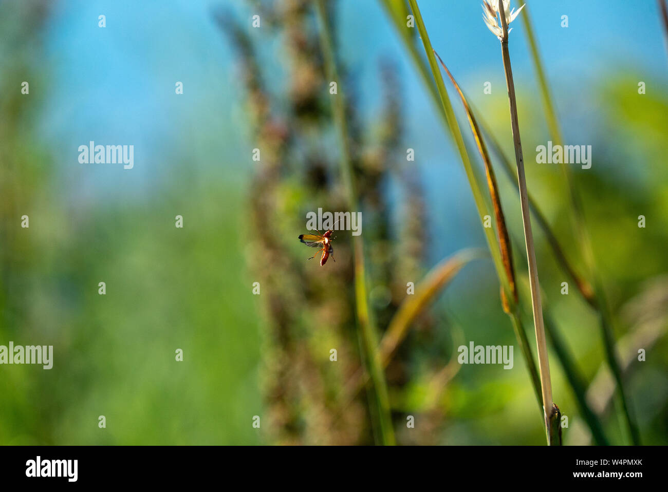 Soldier beetle in flight hi-res stock photography and images - Alamy