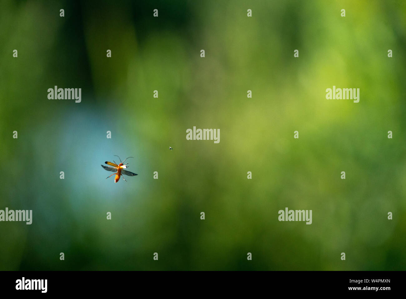 Flying beetle hi-res stock photography and images - Alamy