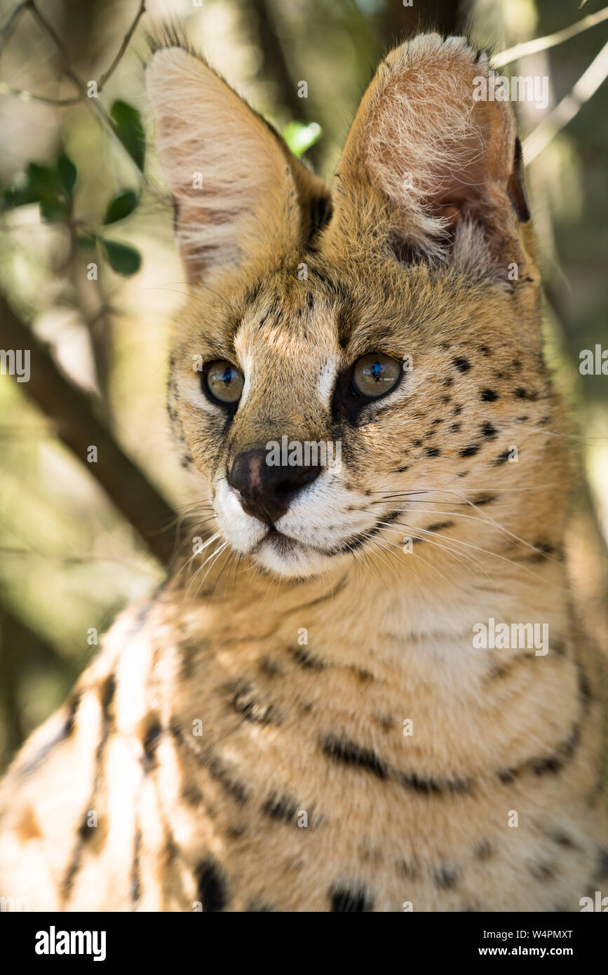 Leptailurus serval big cat head hi-res stock photography and images - Alamy