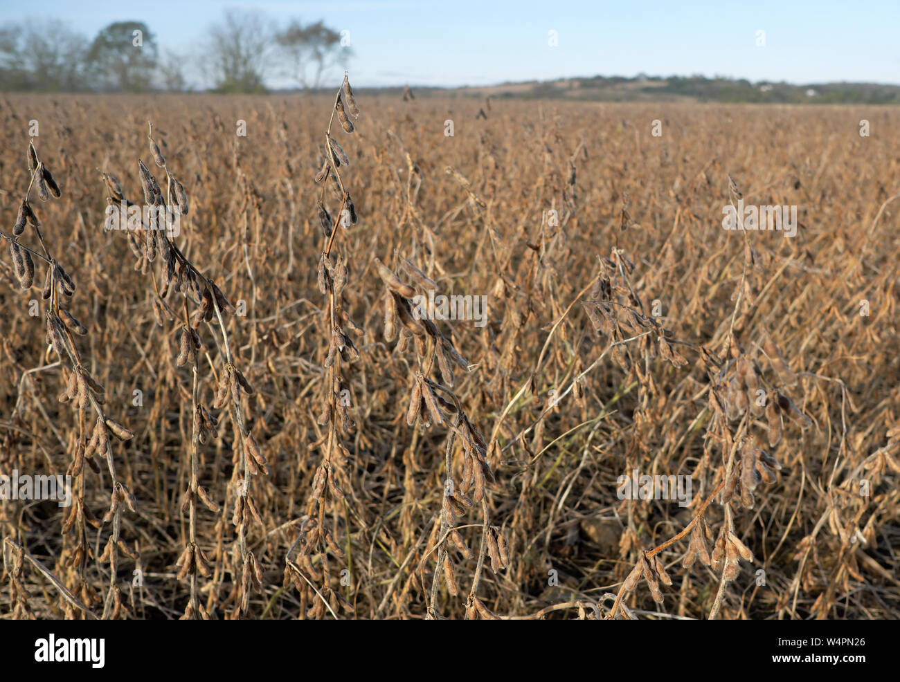 Us farmers soy hi-res stock photography and images - Alamy
