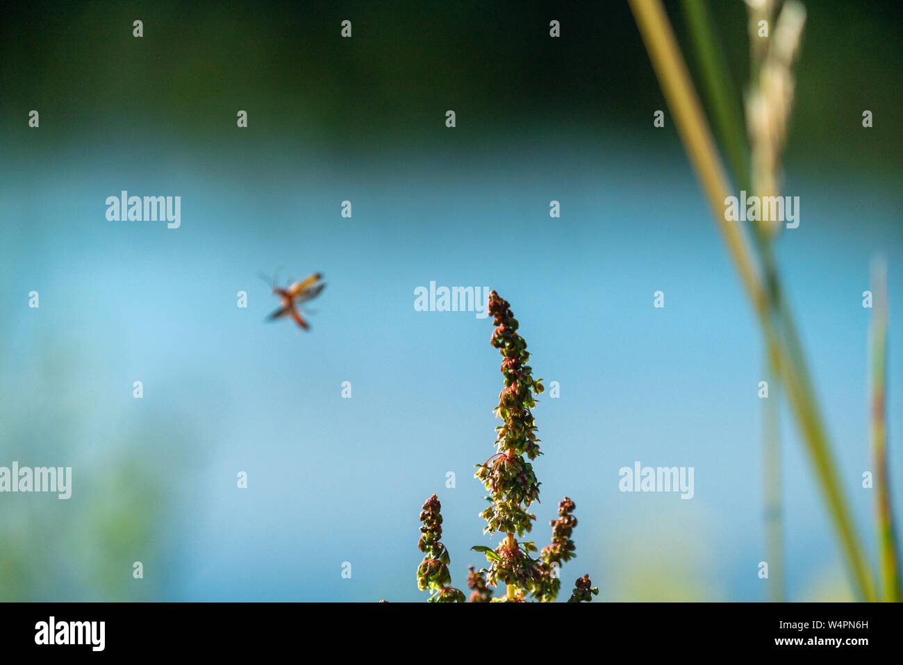 Flying Common red soldier beetle in Wiltshire, UK (5 of 5 Stock Photo ...