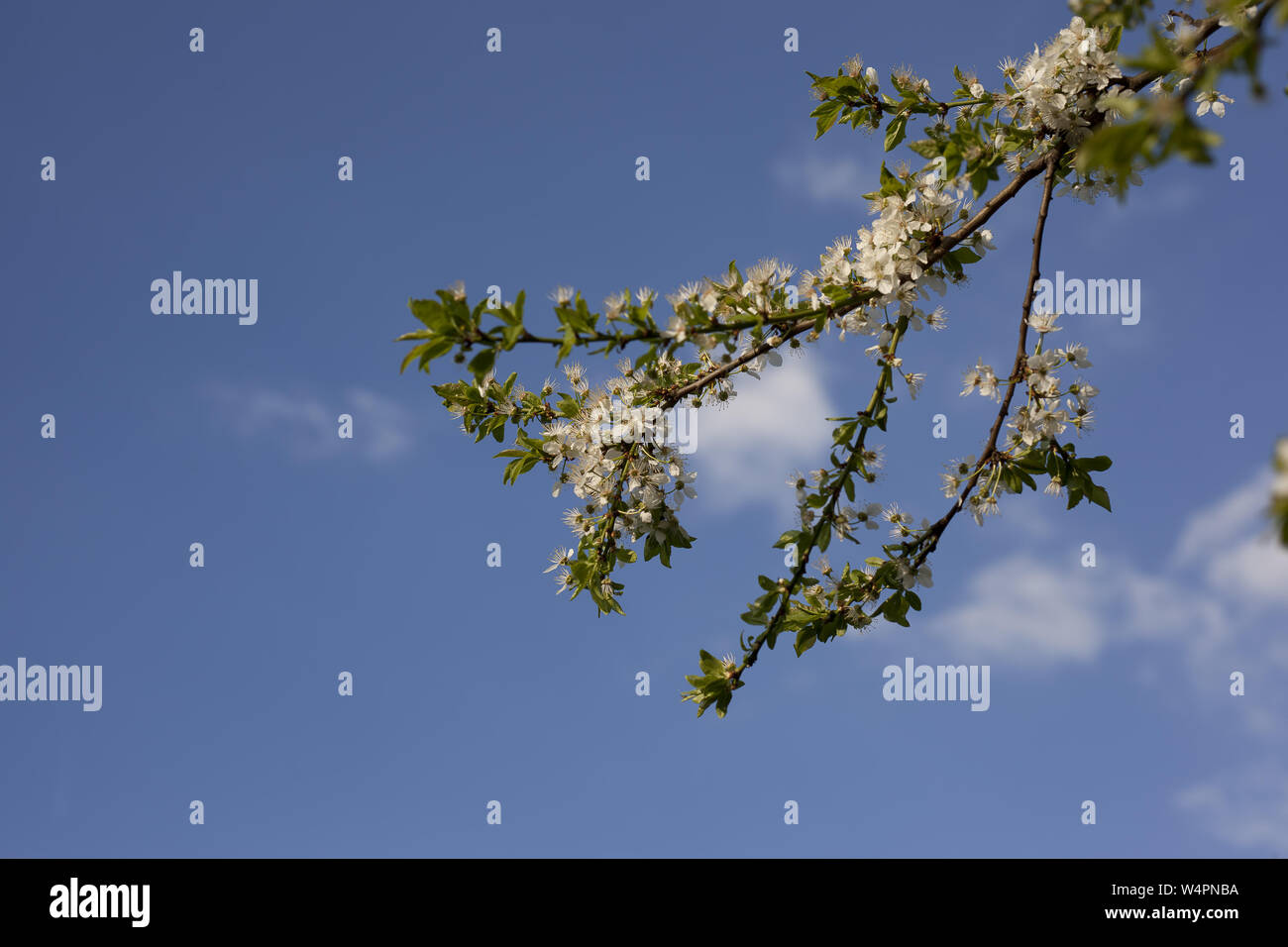 Blue apple tree series hi-res stock photography and images - Alamy
