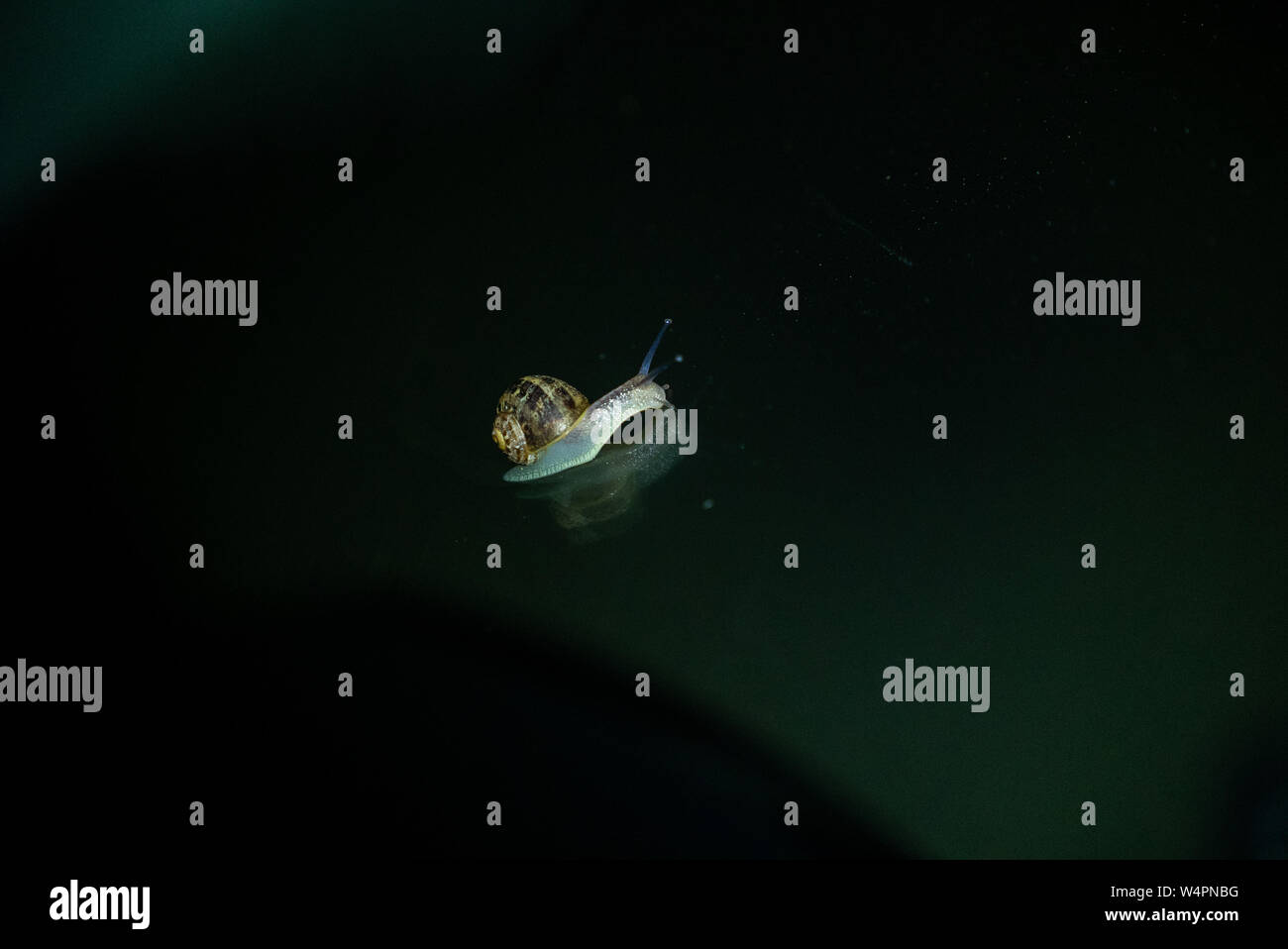 Lymnaeidae hi-res stock photography and images - Alamy