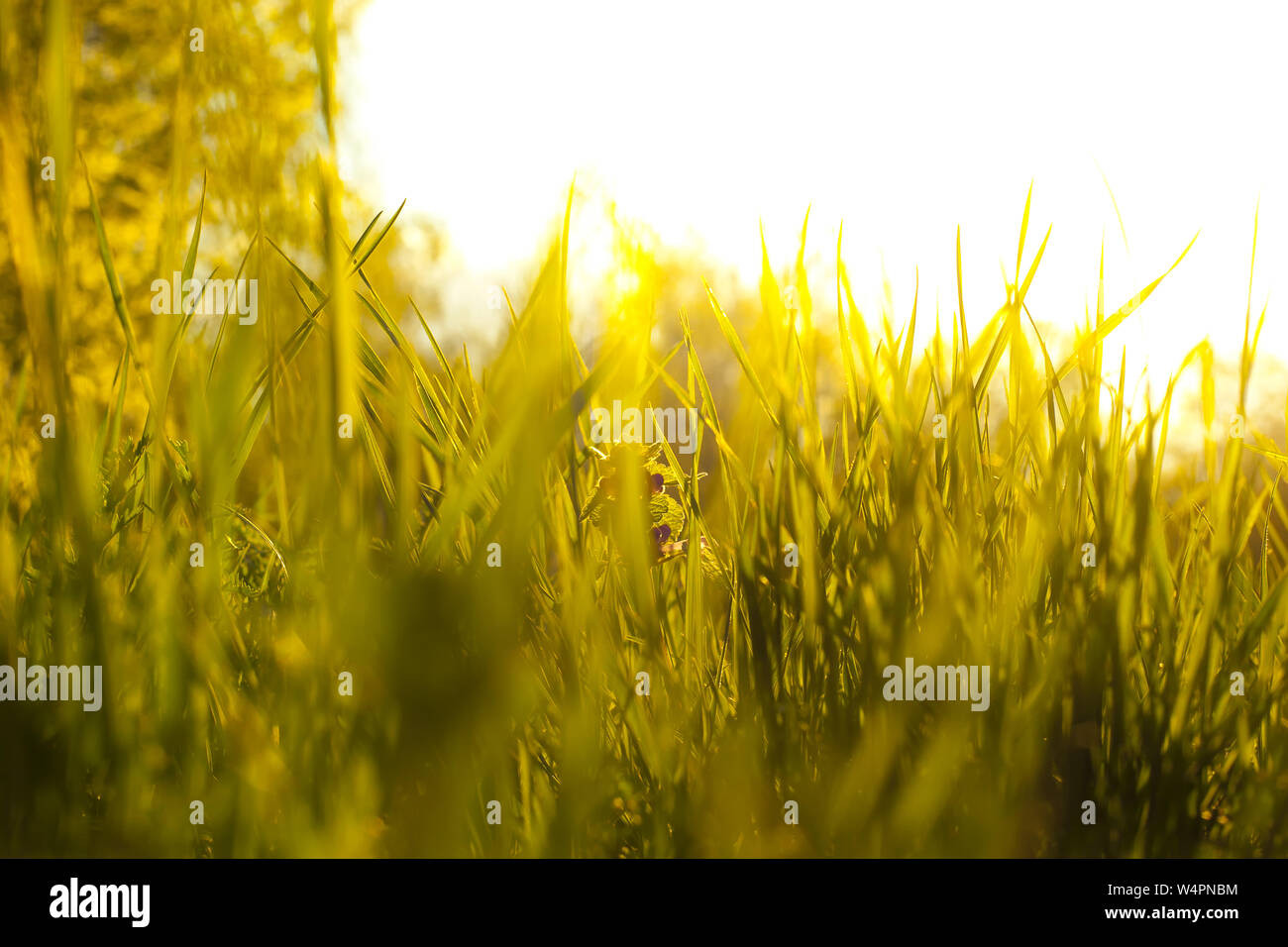 Fresh green grass with water droplet in sunshine Stock Photo - Alamy