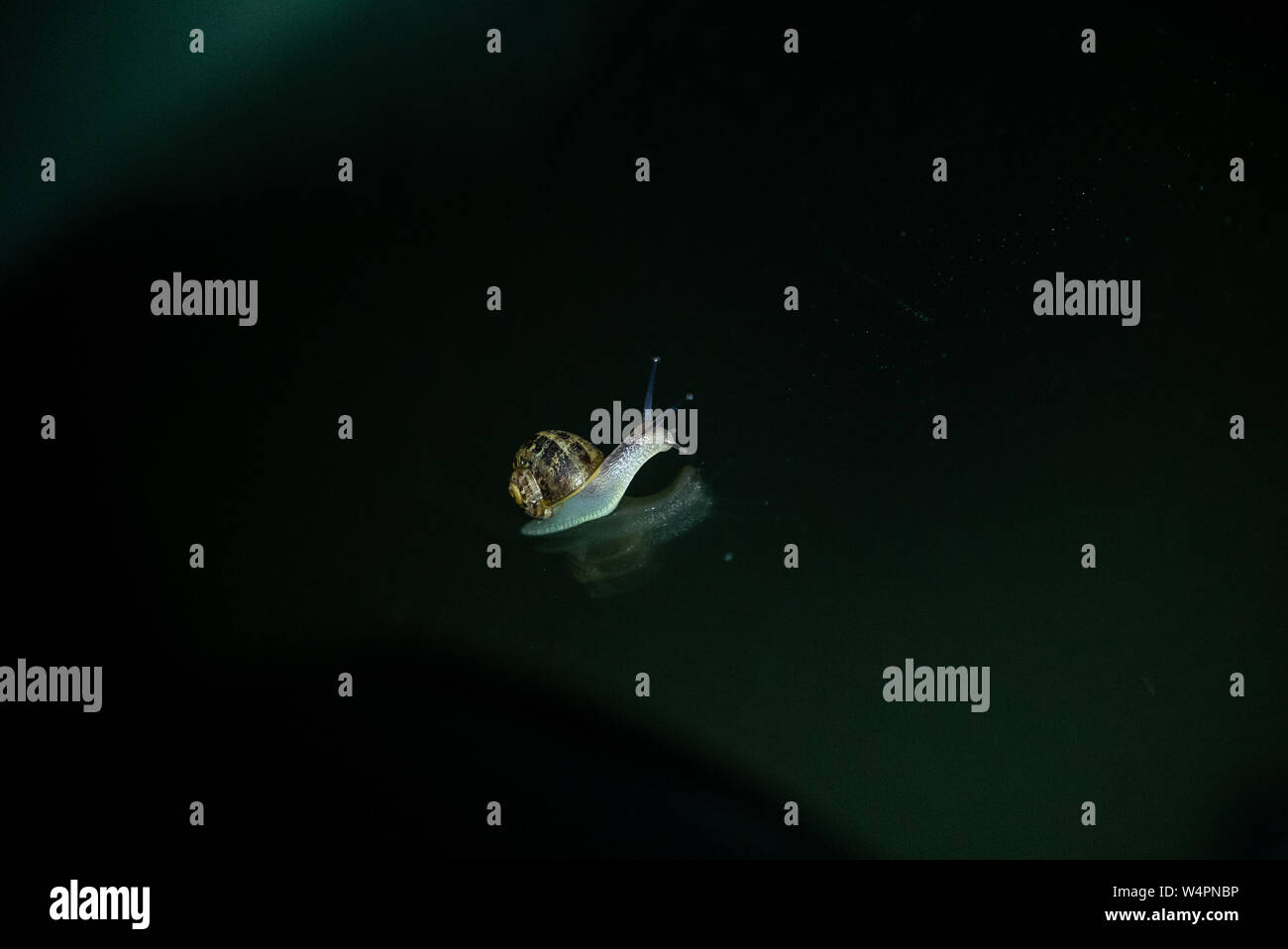 Pond snail lymnaeidae hi-res stock photography and images - Alamy