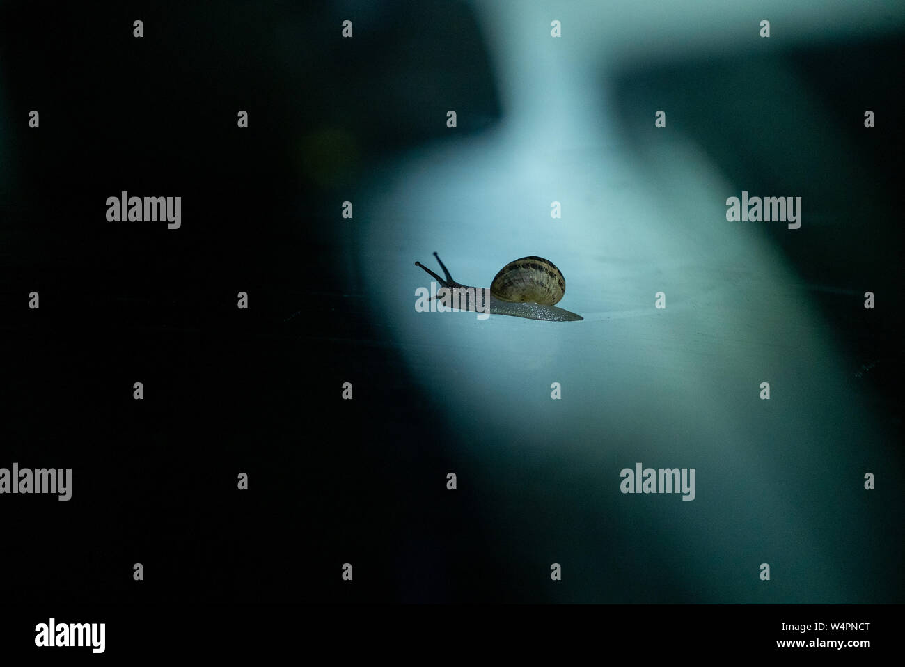 Lymnaeidae hi-res stock photography and images - Alamy