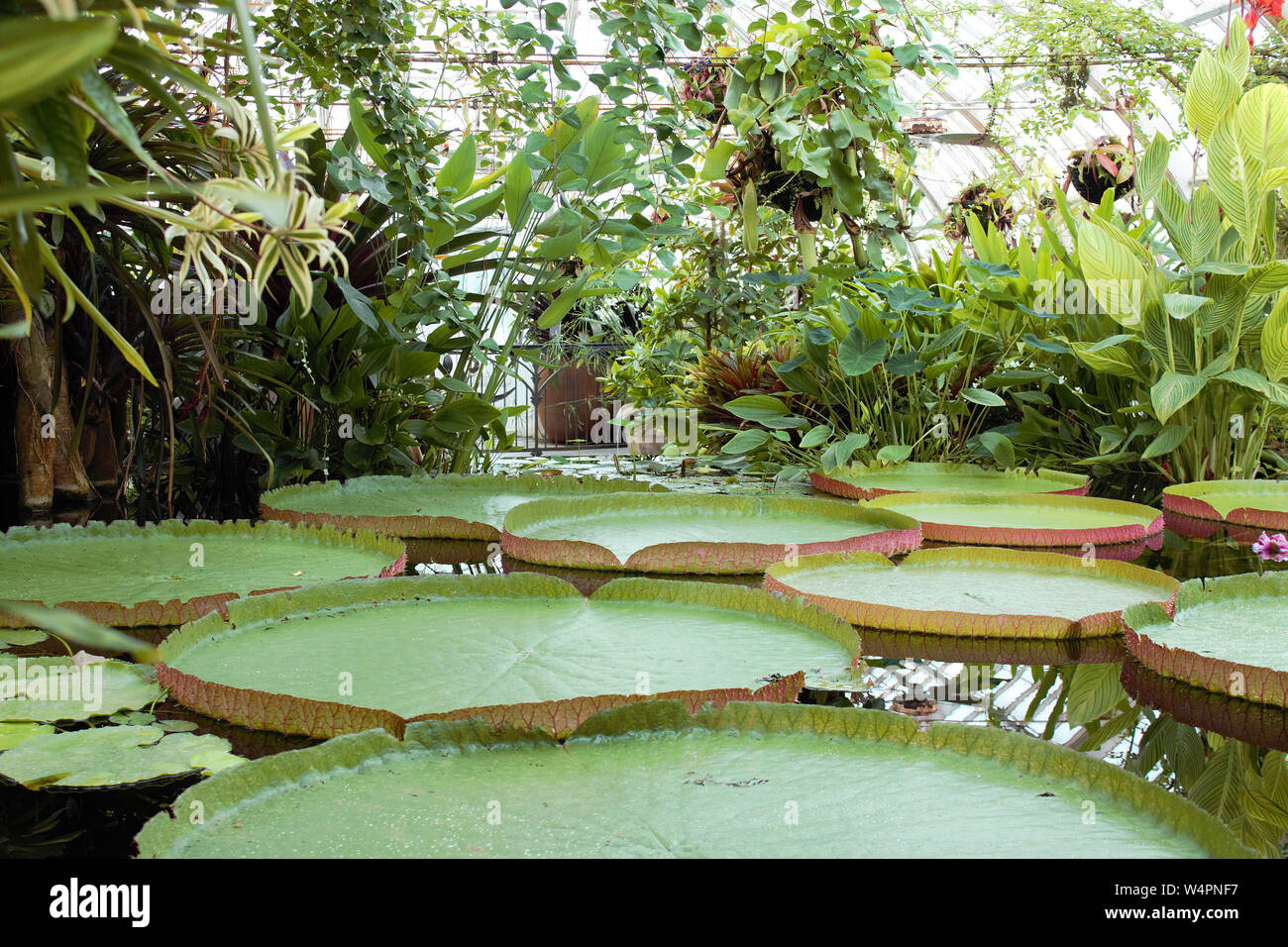 Lillypad hi-res stock photography and images - Alamy