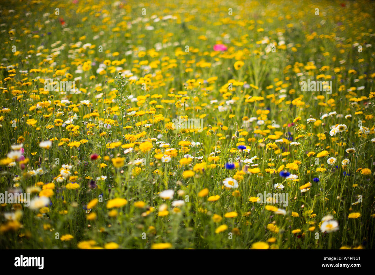 meadow of wild flowers Stock Photo - Alamy