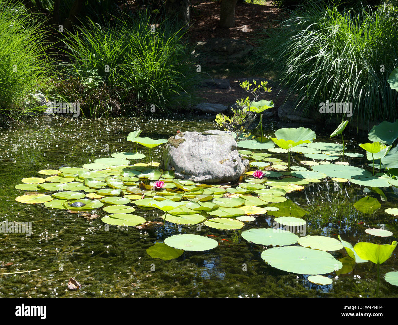 Pond with lily pads and large rock in the center Stock Photo - Alamy
