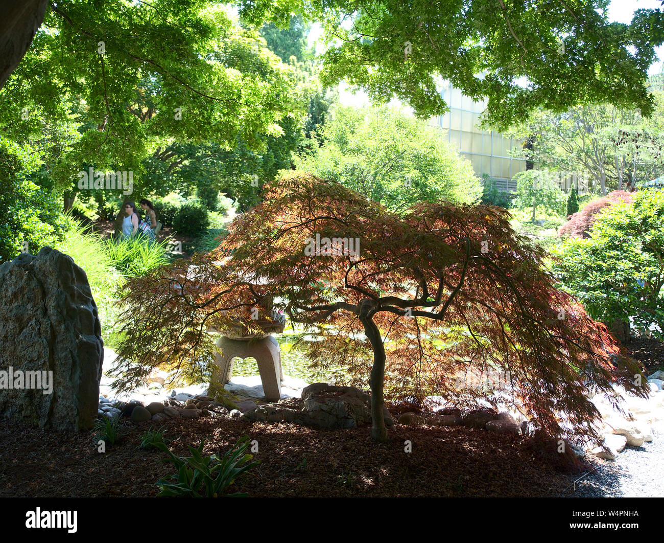Maple Shade High Resolution Stock Photography and Images - Alamy