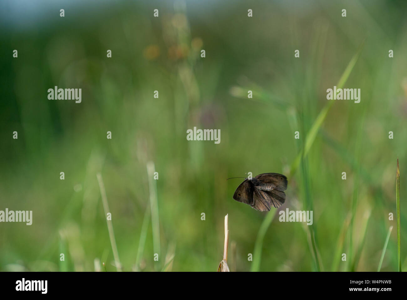 Flying Gatekeeper butterfly in Wiltshire UK Stock Photo - Alamy