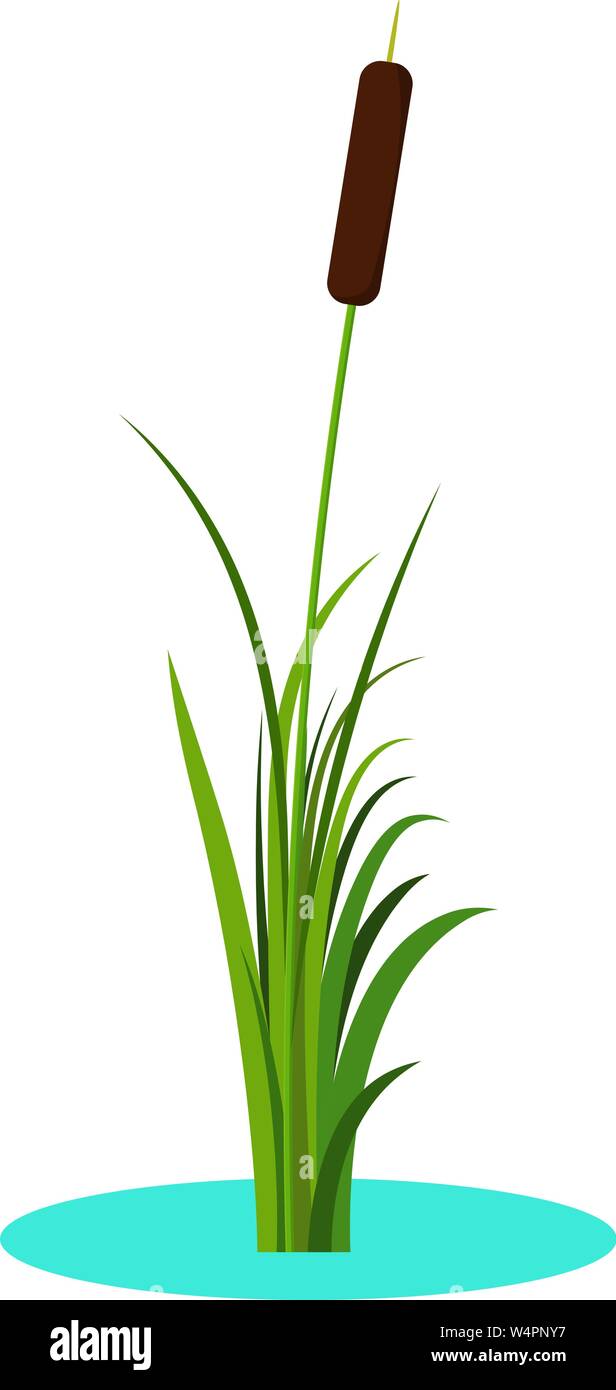 Reed stem plant vector isolated on white background. Cartoon and ...