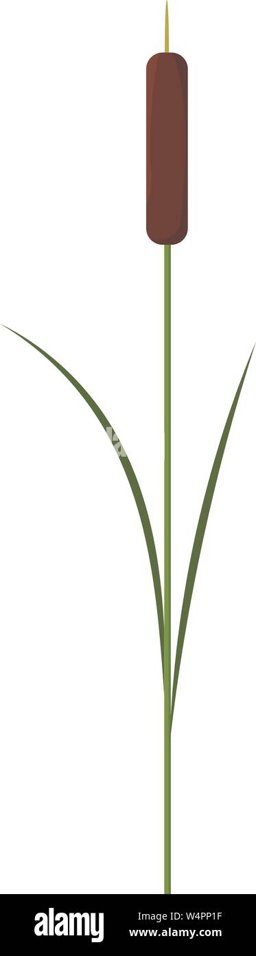 Single reed stem plant vector isolated on white background. Cartoon and ...