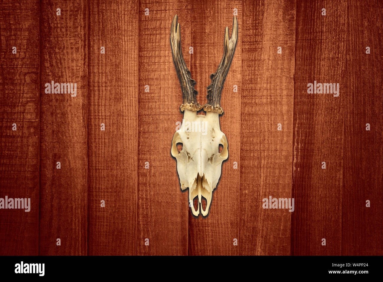 Trophy antlers on wood texture Stock Photo - Alamy