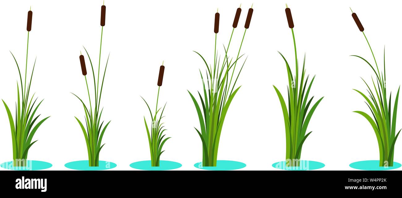 Reed vector vectors hi-res stock photography and images - Alamy