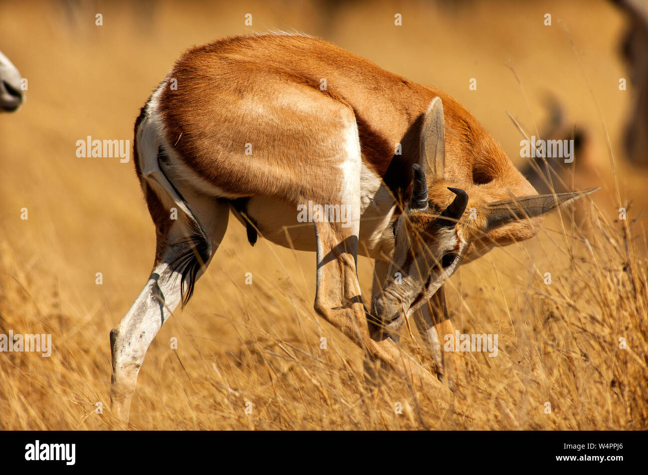Springbok close up, Etosha National Park, Namibia Stock Photo - Alamy