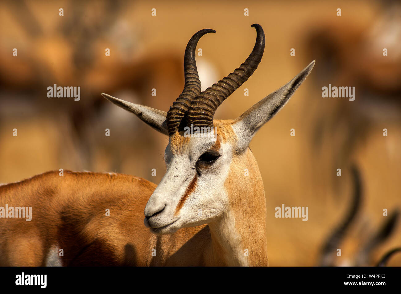 Springbok close hi-res stock photography and images - Alamy