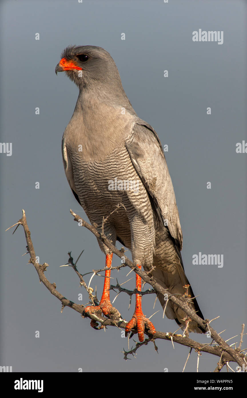African goshawk hi-res stock photography and images - Alamy