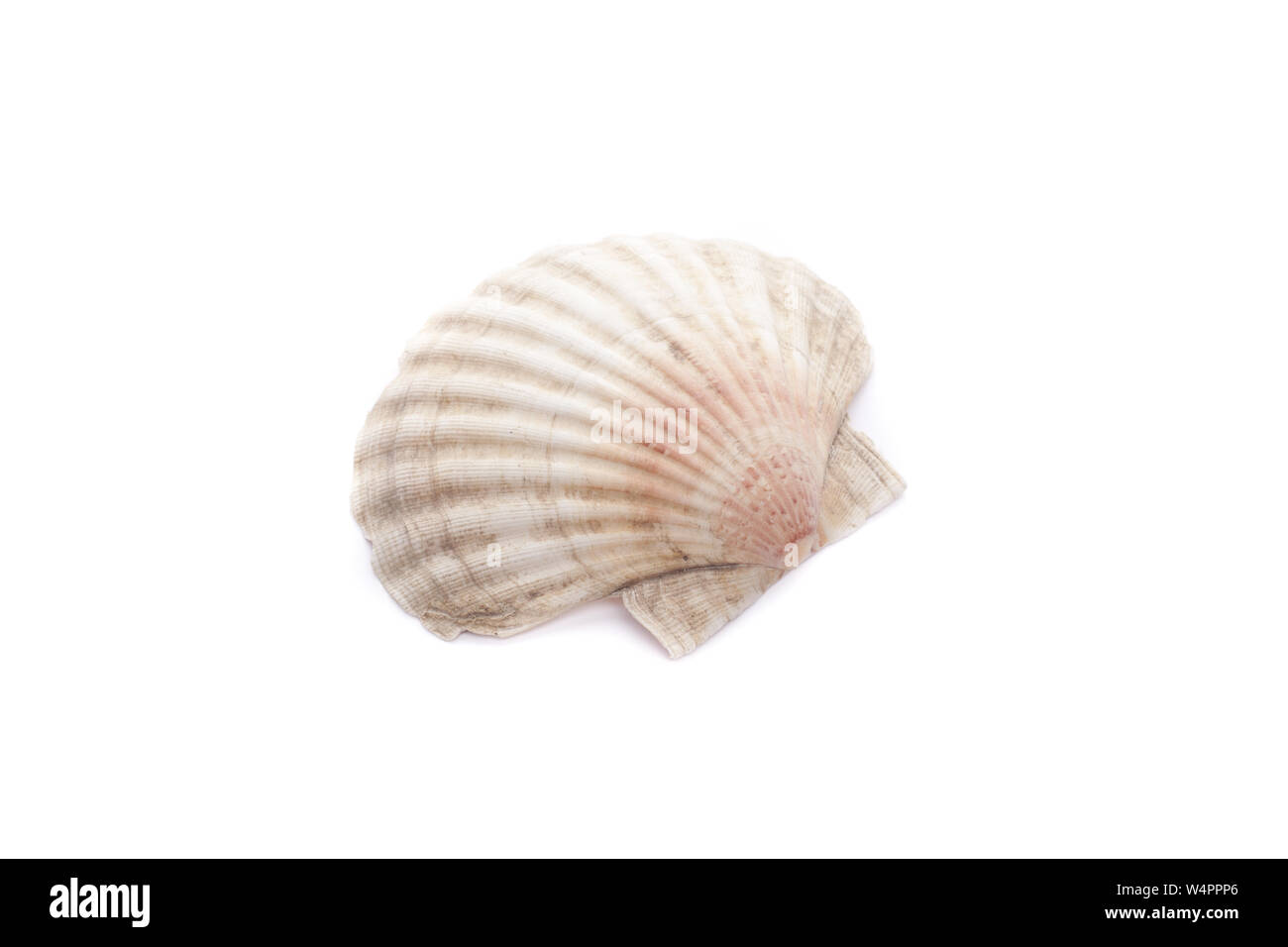 Shell isolated on white background Stock Photo - Alamy