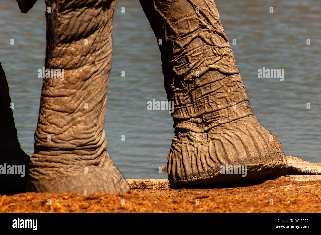 Elephant foot hi-res stock photography and images - Alamy