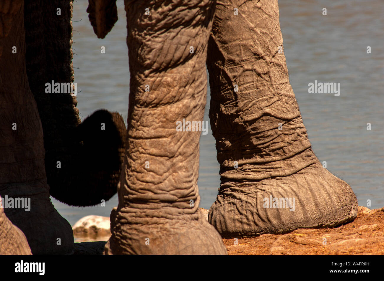 Elephant foot hi-res stock photography and images - Alamy