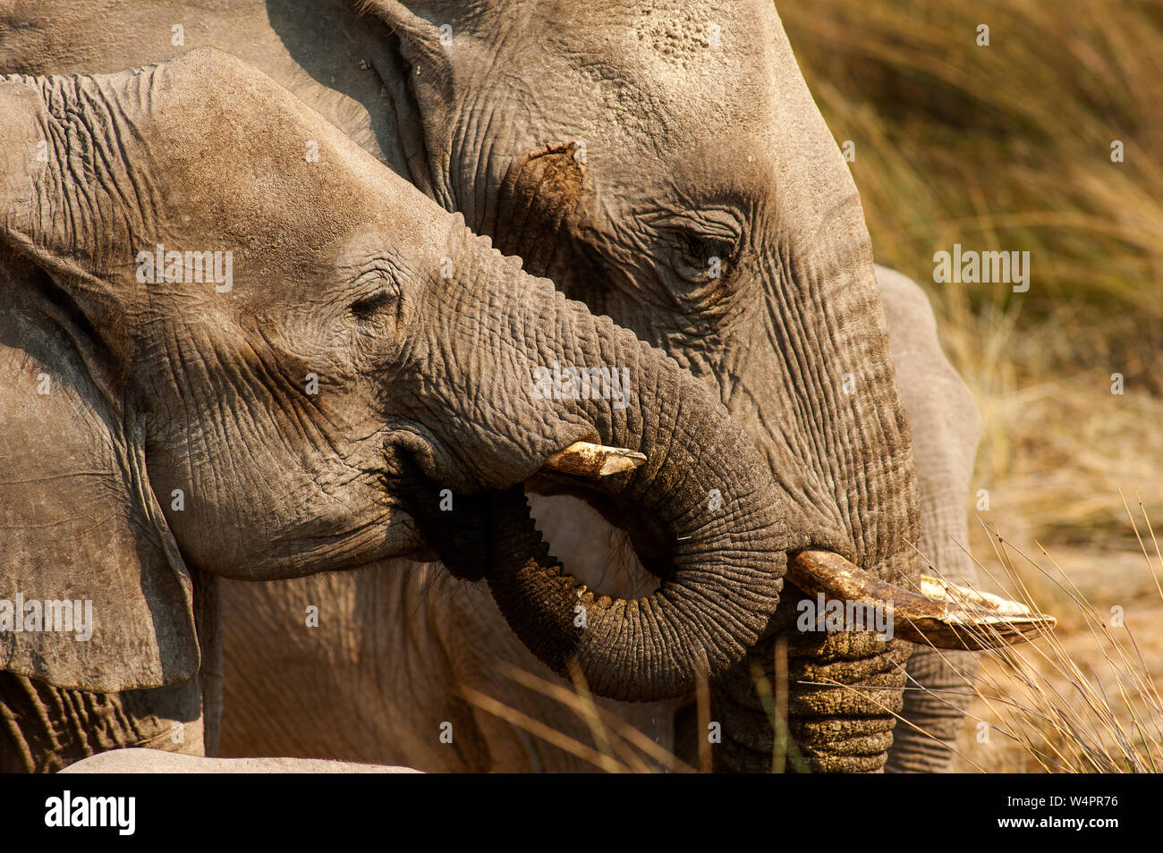 Elephant close up, Etosha National Park, Namibia Stock Photo - Alamy