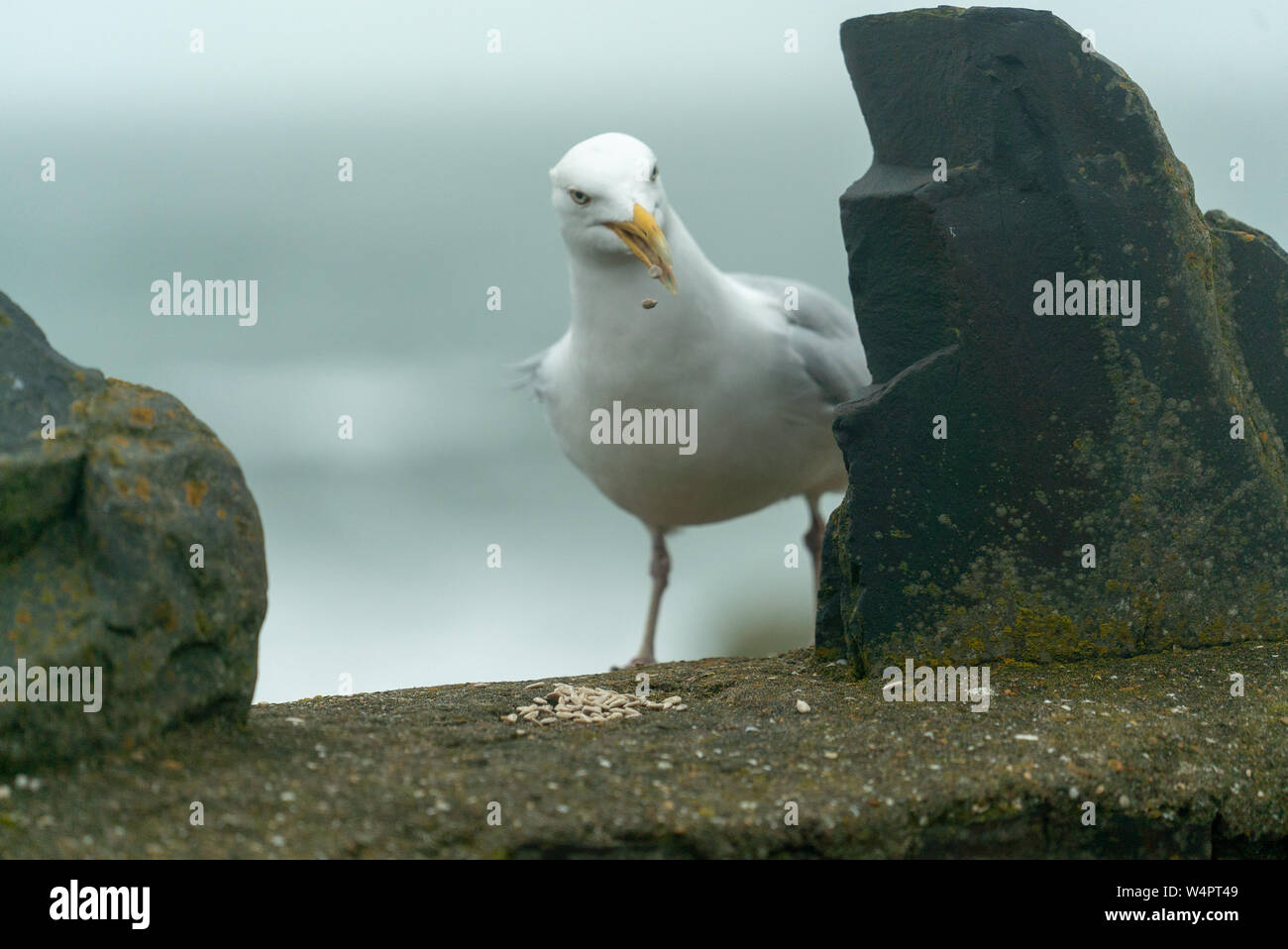 European herring gull eating sunflower seeds on stone fences at ...