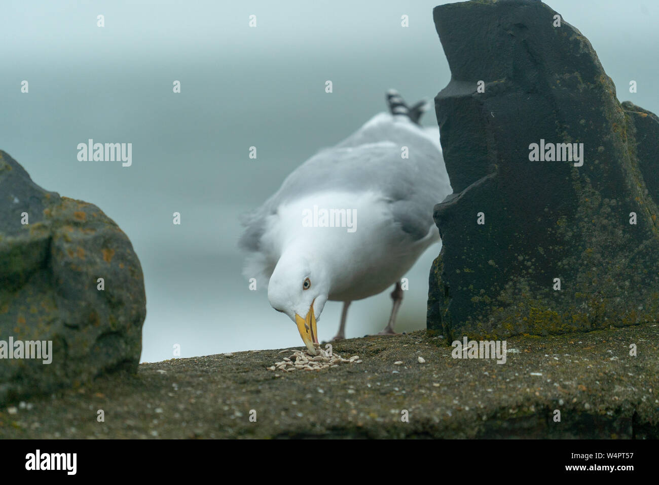 European herring gull eating sunflower seeds on stone fences at ...