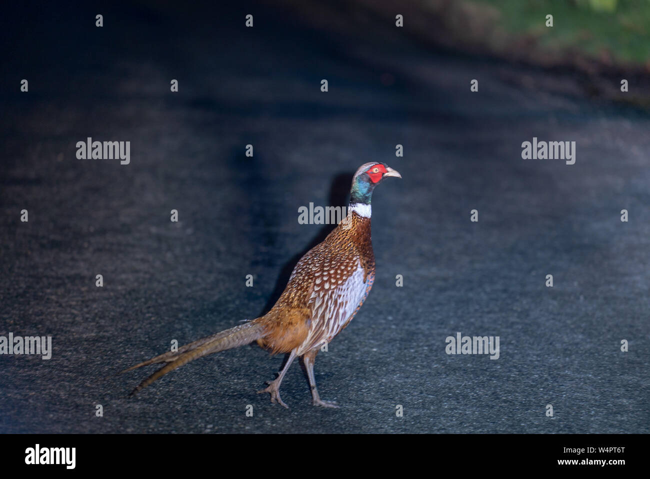Lost Male Pheasant on the road at night, Somerset UK Stock Photo - Alamy